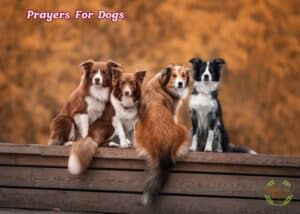 25+ Powerful Prayers For Dogs - Biblical Echo